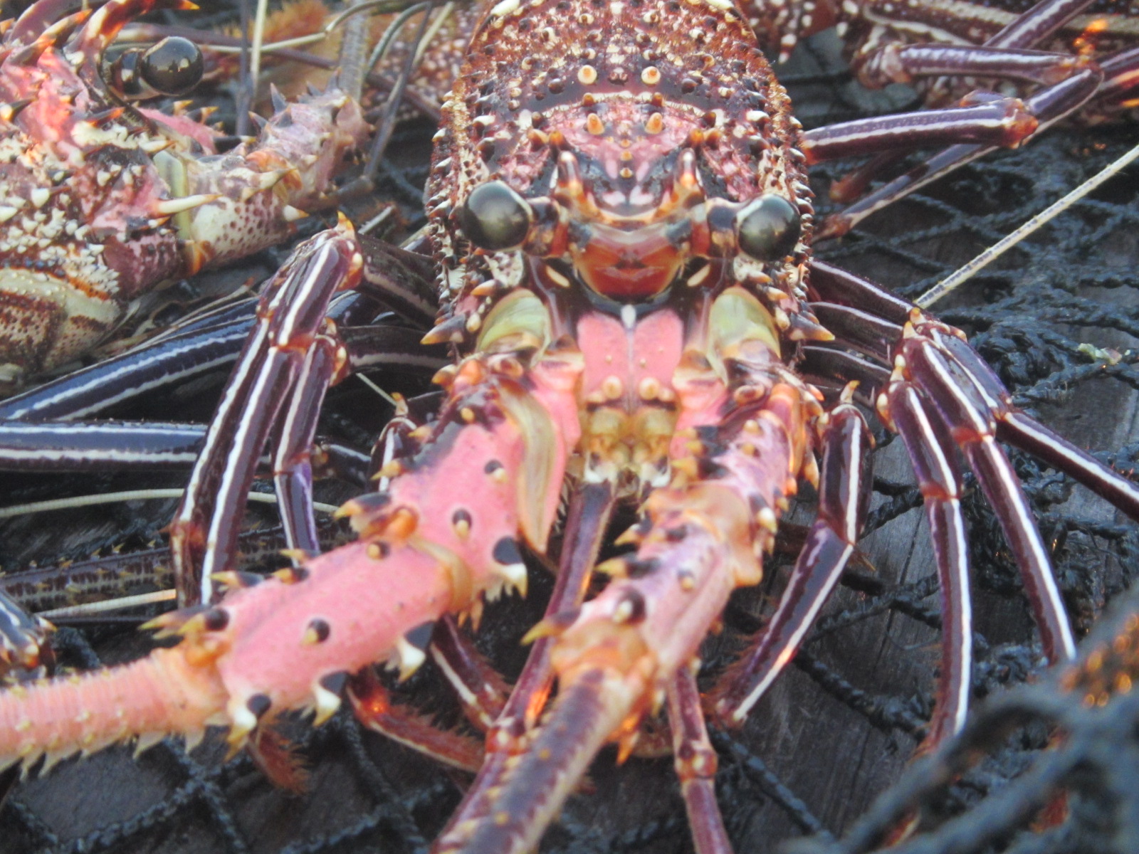 Lobster, Live Fish Trade, Derwan Island | The Aquatic Ape